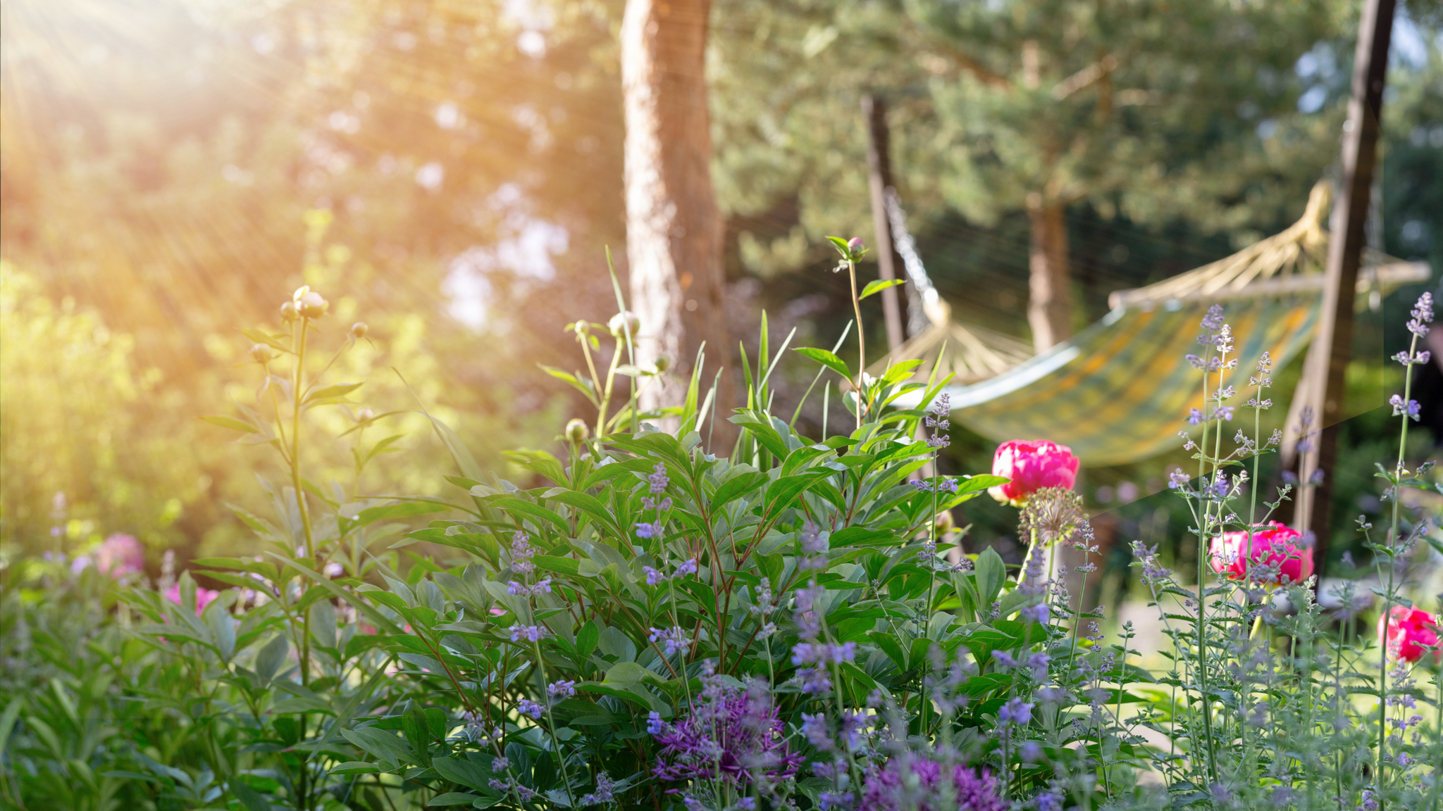 The Lazy Gardener’s Guide to Low-Maintenance Plants